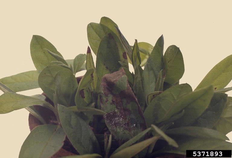 Cylindrocladium blight and root rot (Cylindrocladium scoparium ) on ...