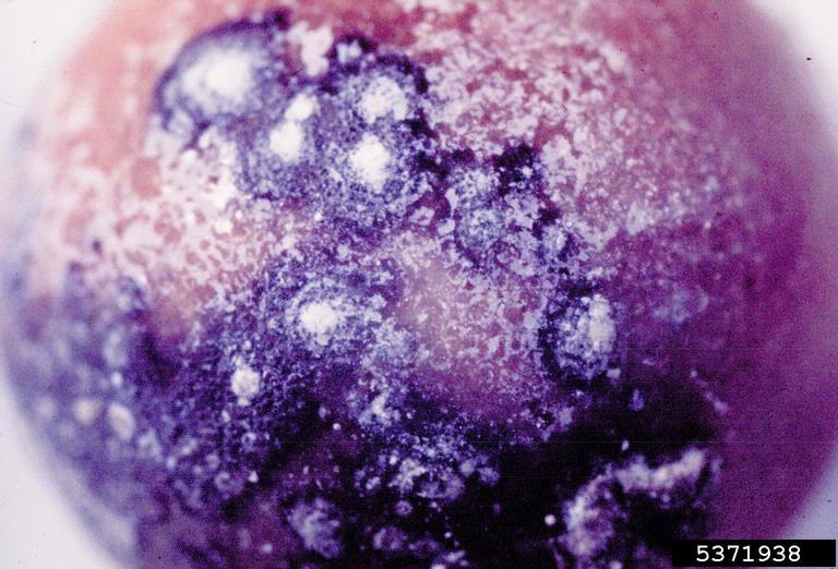Calonectria cylindrospora Crous, Alfenas & M.J. Wingf.