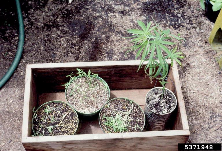 hemp/marijuana (sativa) (Cannabis sativa L)