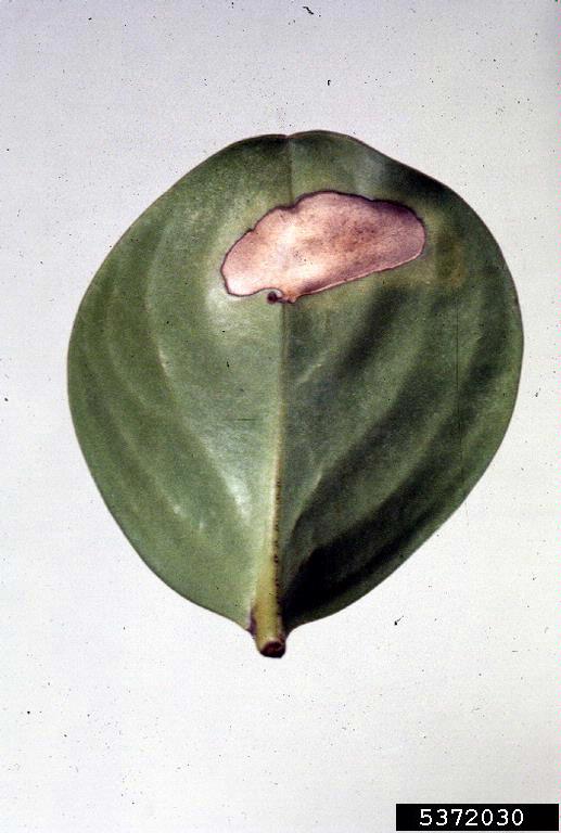 Ascochyta fungi (Genus Ascochyta Lib.)