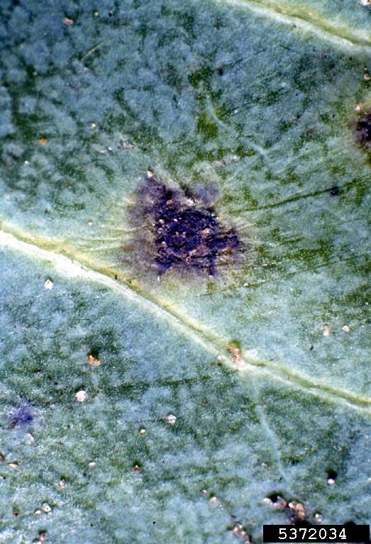 Alternaria black molds / stem cankers (Genus Alternaria Nees)