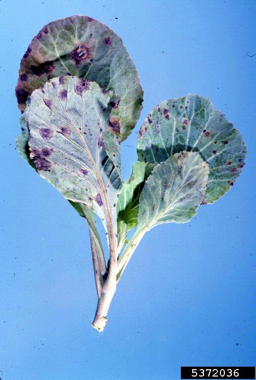 Alternaria black molds / stem cankers (Genus Alternaria)