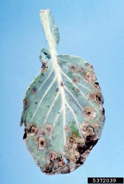 Alternaria black molds / stem cankers (Genus Alternaria Nees)