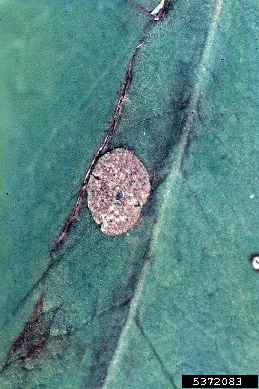 lichen (Strigula smaragdula Fr.)