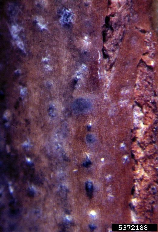 stem canker (Leptosphaeria coniothyrium (Fuckel) Sacc.)