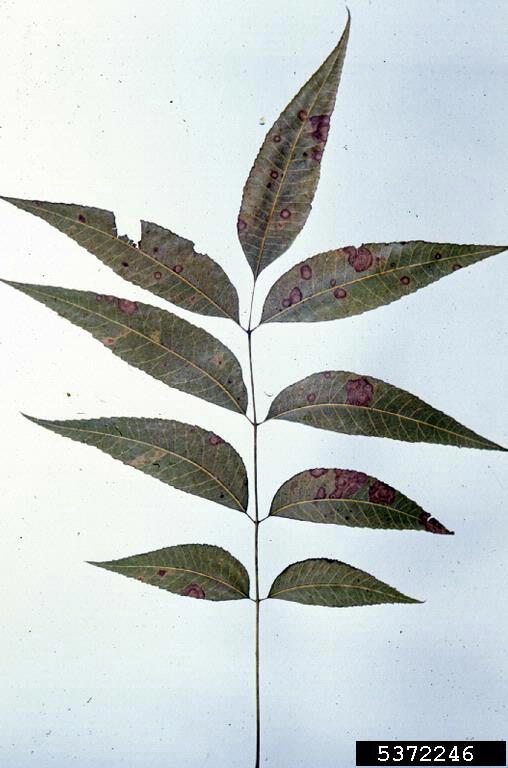 zonate leaf spot (Grovesinia pyramidalis M.N. Cline, J.L. Crane & S.D ...