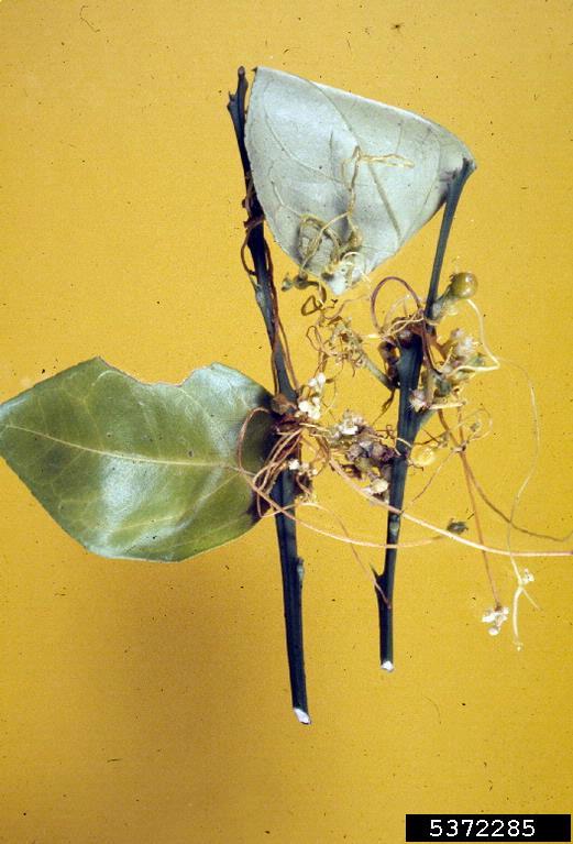 American dodder (Cuscuta americana)