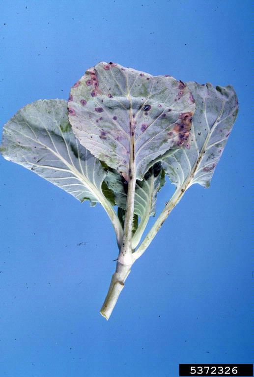 Alternaria black molds / stem cankers (Genus Alternaria Nees)
