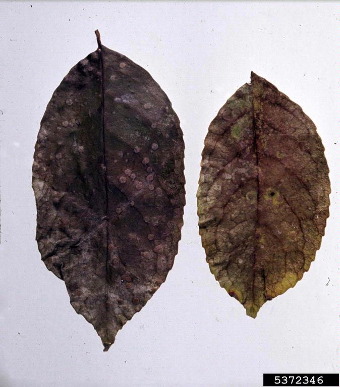 lichen (Strigula smaragdula)