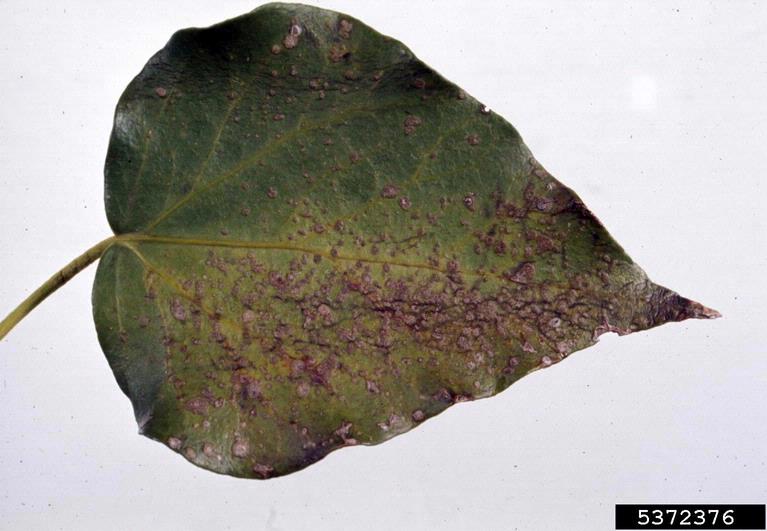lichen (Strigula smaragdula Fr.)