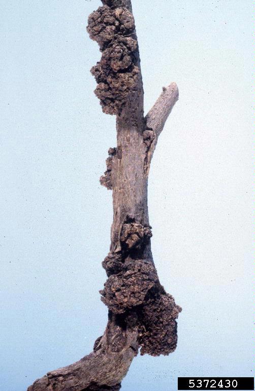 crown gall (Rhizobium radiobacter (Beijerinck and van Delden 1902 ...