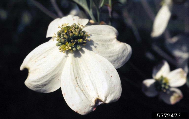 spot anthracnose (Elsinoe corni Jenkins & Bitanc.)