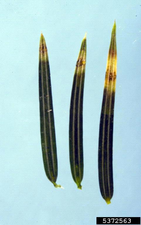 Gibberella baccata (Wallr.) Sacc. (Teleomorph for Fusarium lateritium Nees)