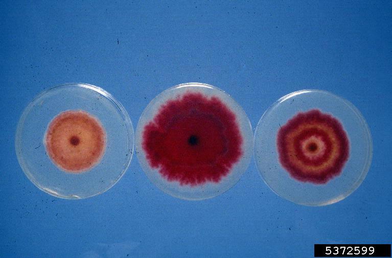 Gibberella fungus (Gibberella tricincta El-Gholl, McRitchie, Schoult ...