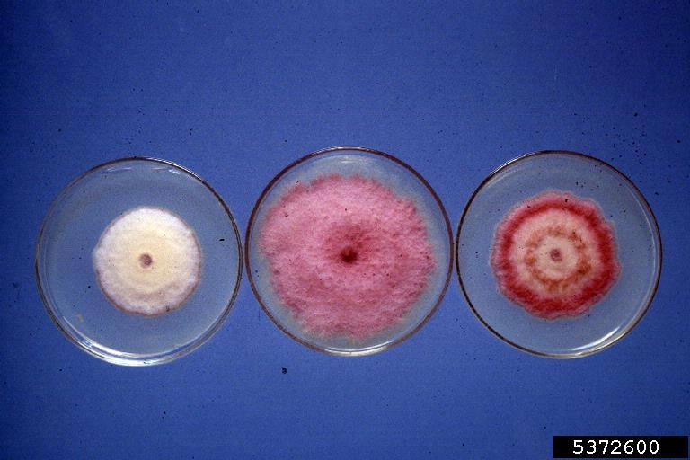 Gibberella fungus (Gibberella tricincta El-Gholl, McRitchie, Schoult ...