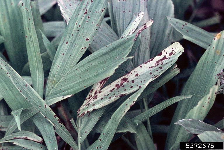 Rostratum leaf spot (Exserohilum rostratum (Drechsler) K.J. Leonard ...