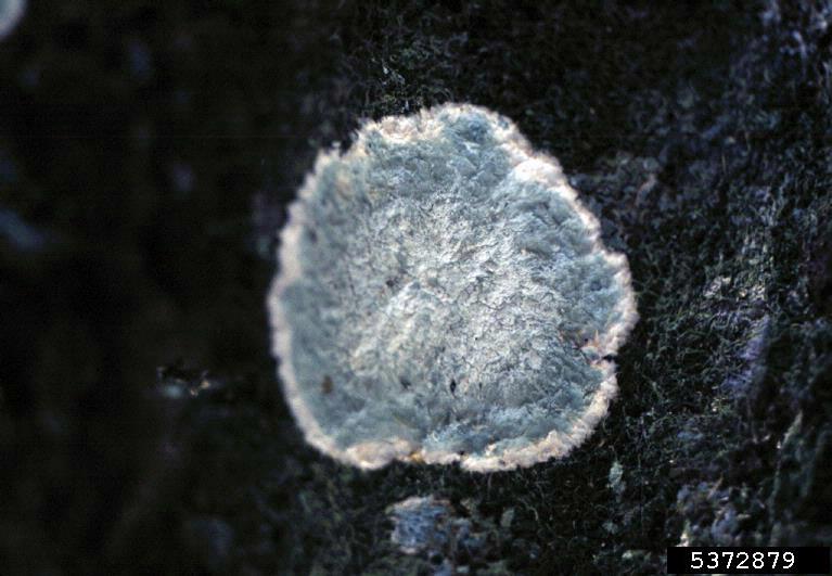 lichen (general)