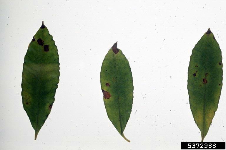 Mycosphaerella fungi (Genus Mycosphaerella Johanson)