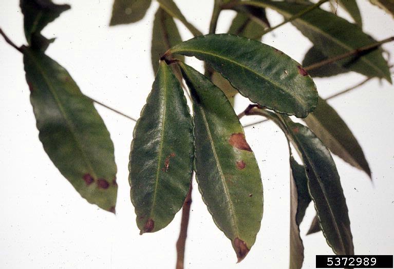 Mycosphaerella fungi (Genus Mycosphaerella)