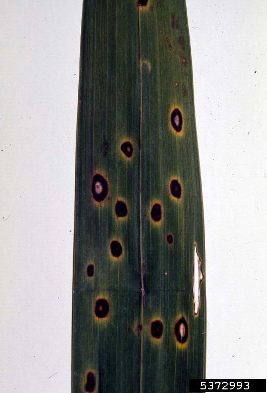 Mycosphaerella fungi (Genus Mycosphaerella Johanson)