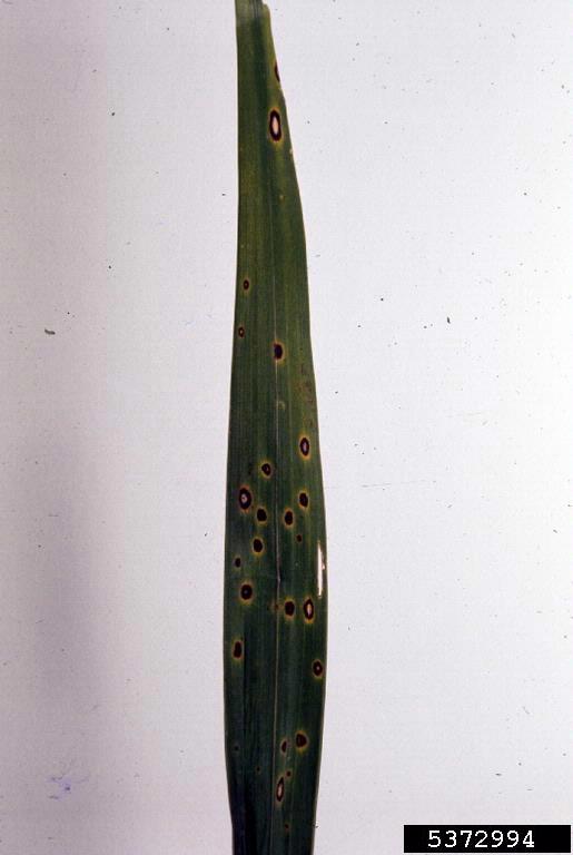 Mycosphaerella fungi (Genus Mycosphaerella Johanson)