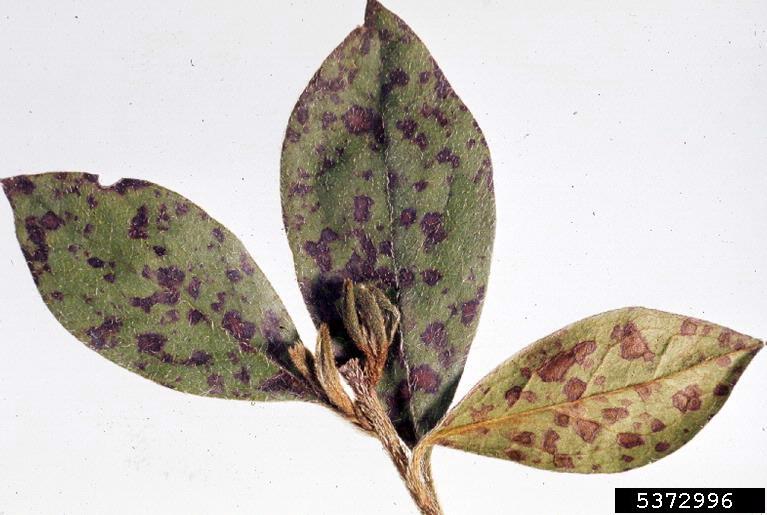 Mycosphaerella fungi (Genus Mycosphaerella Johanson)