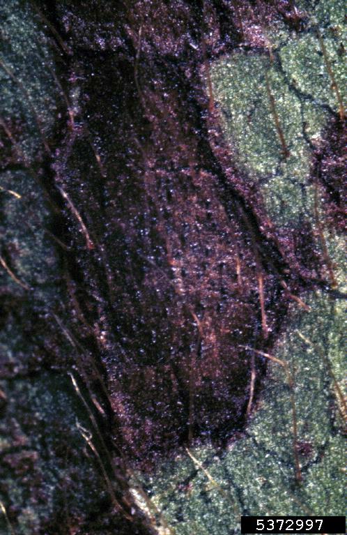 Mycosphaerella fungi (Genus Mycosphaerella Johanson)