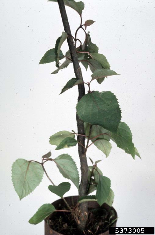 Nectria canker (Genus Nectria (Fr.) Fr.)