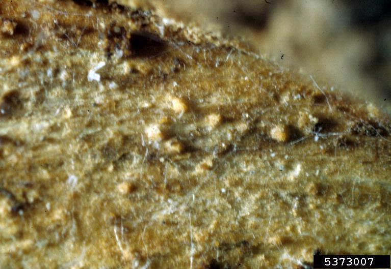 Nectria canker (Genus Nectria (Fr.) Fr.)