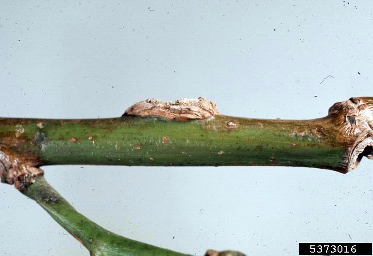 Nectria canker (Genus Nectria (Fr.) Fr.)