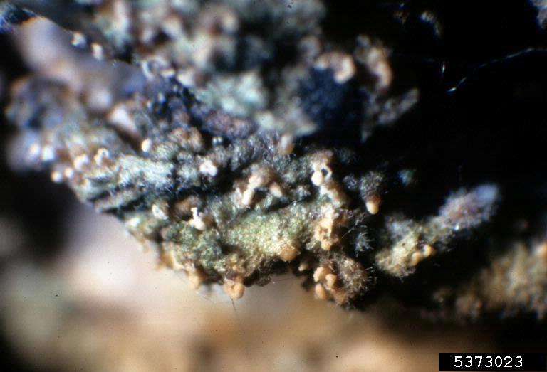 Nectria canker (Genus Nectria (Fr.) Fr.)