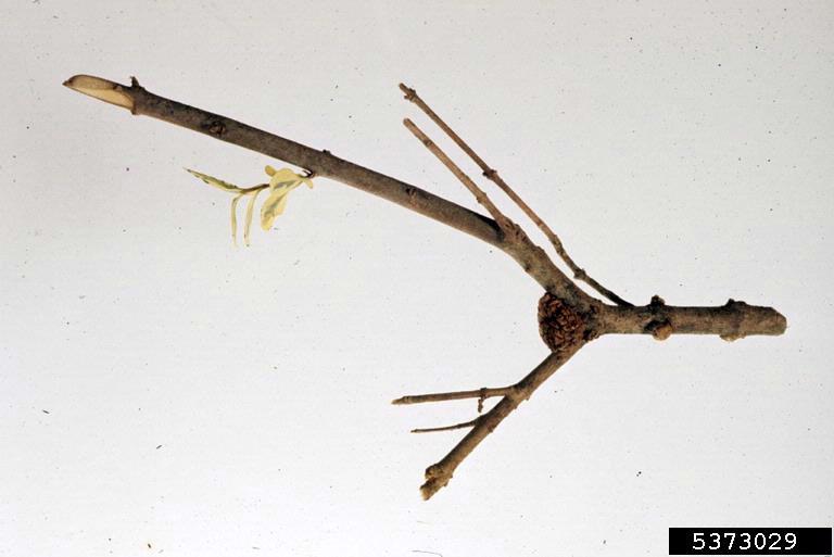 Nectria canker (Genus Nectria (Fr.) Fr.)