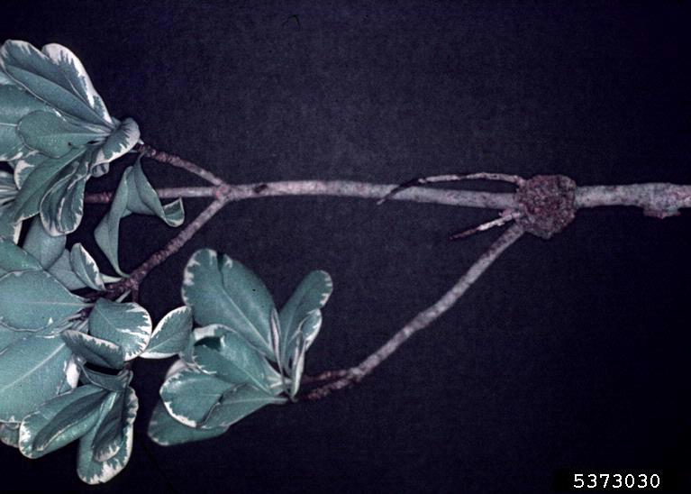 Nectria canker (Genus Nectria (Fr.) Fr.)