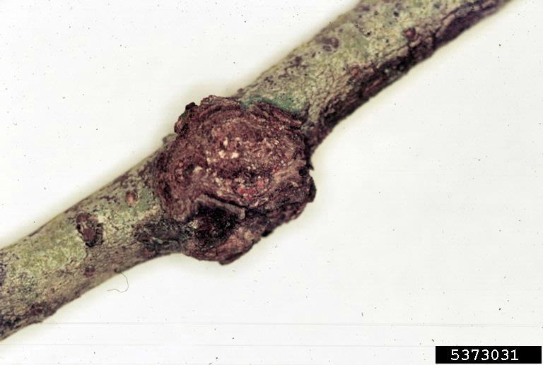 Nectria canker (Genus Nectria (Fr.) Fr.)