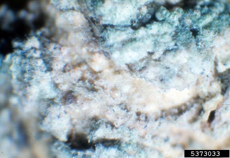 Nectria canker (Genus Nectria (Fr.) Fr.)