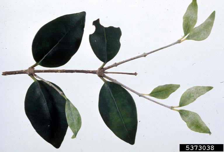 powdery mildew (Genus Oidium Link)