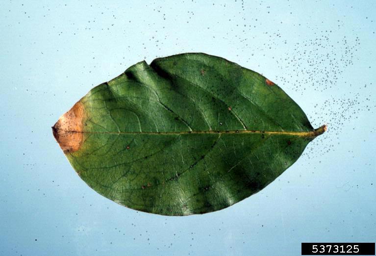 Phyllosticta leaf spots (Genus Phyllosticta Pers.)