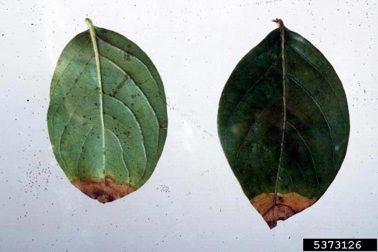Phyllosticta leaf spots (Genus Phyllosticta Pers.)