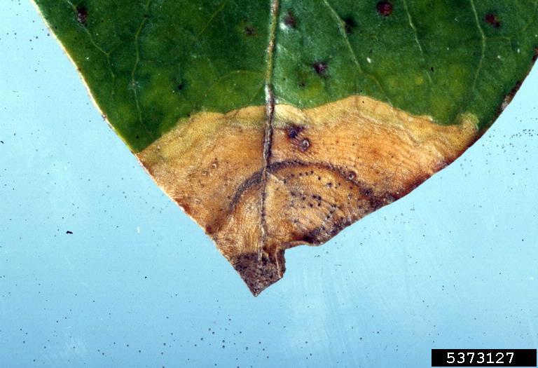 Phyllosticta leaf spots (Genus Phyllosticta Pers.)