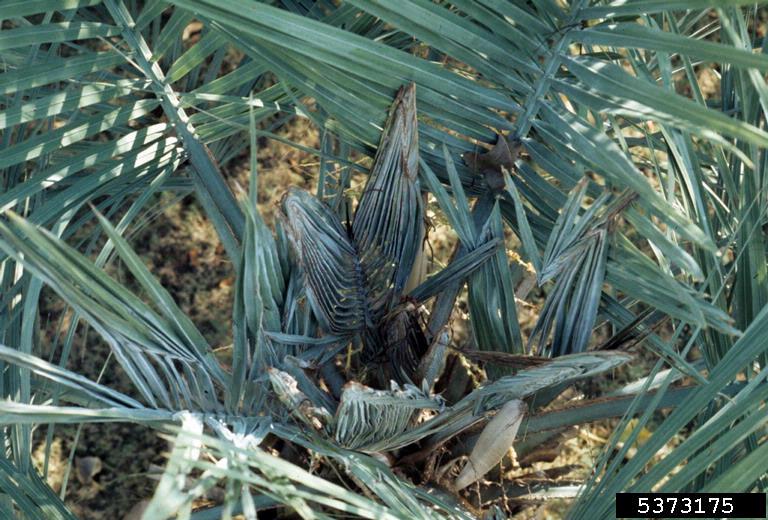 nutrient deficiency