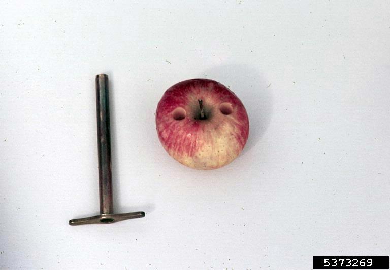 Phytophthora root and crown rots (Genus Phytophthora De Bary)