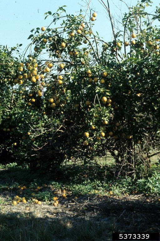 Phytophthora blight (Phytophthora nicotianae Breda de Haan)