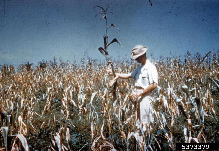 witchweed (Striga asiatica)