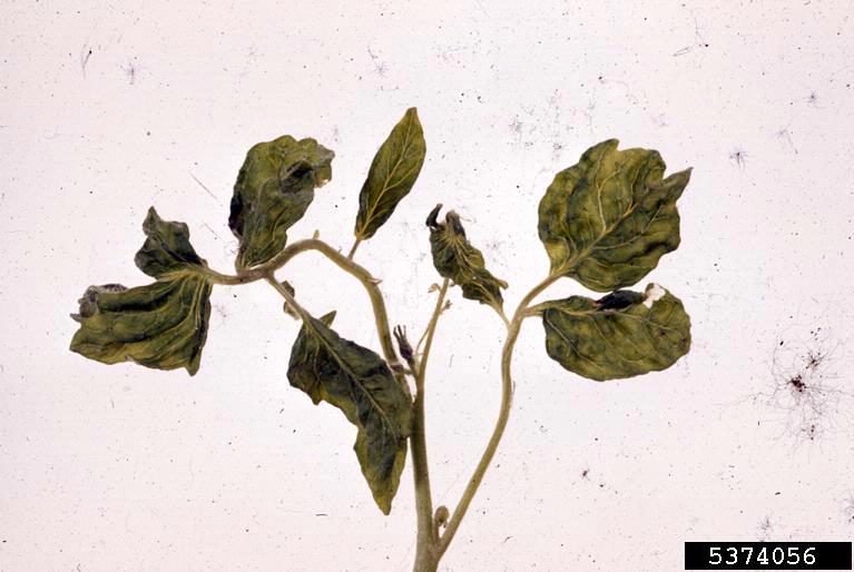 potato virus Y (PVY) (Potyvirus PVY ) on garden tomato (Solanum ...