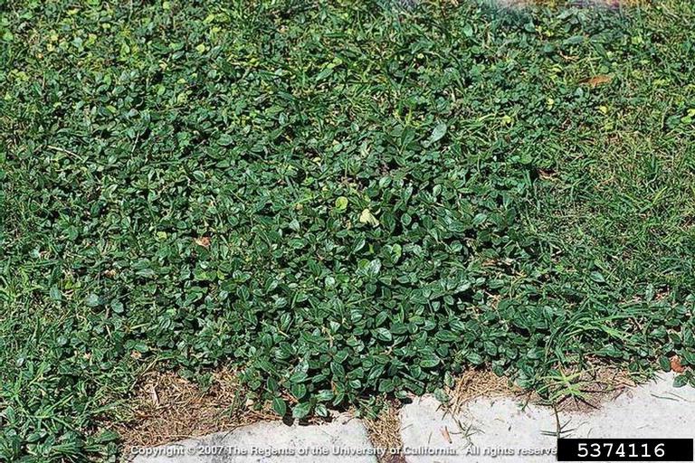 mat chaff-flower (Alternanthera caracasana Kunth)