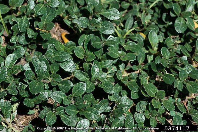 mat chaff-flower (Alternanthera caracasana Kunth)