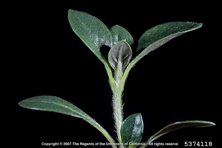 mat chaff-flower (Alternanthera caracasana Kunth)