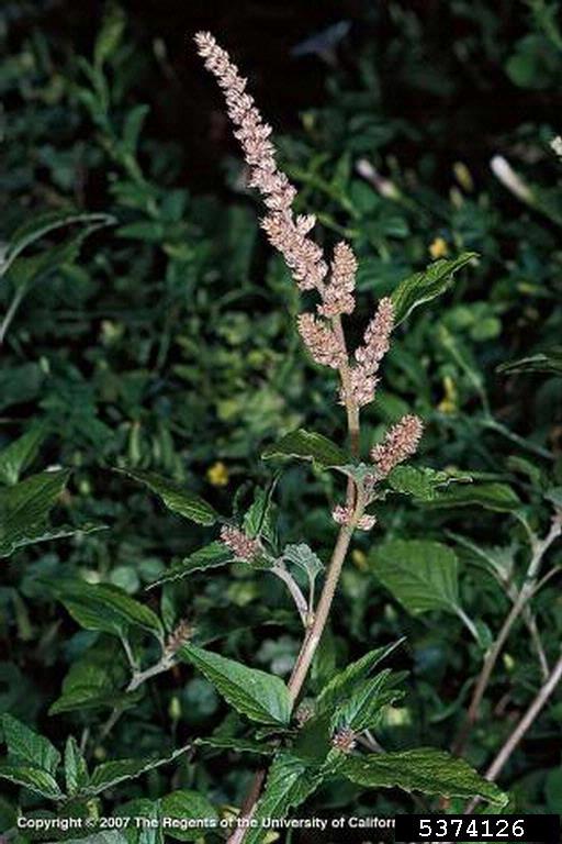 low amaranth, Amaranthus deflexus (Caryophyllales: Amaranthaceae) - 5374126