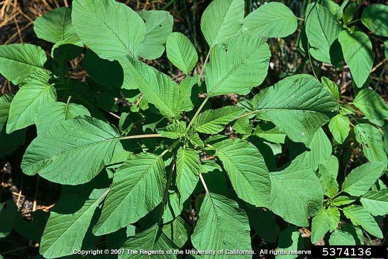 Palmer amaranth (Amaranthus palmeri S. Wats.)
