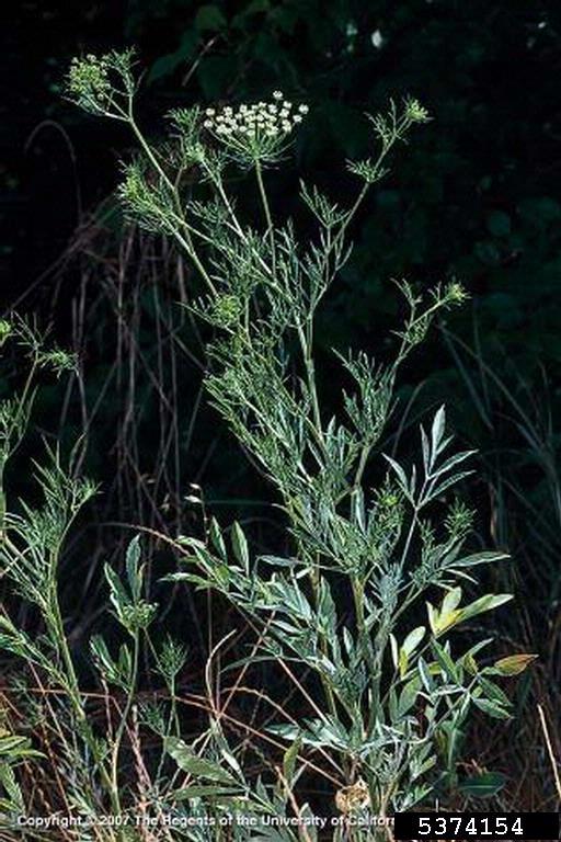 greater ammi (Ammi majus)